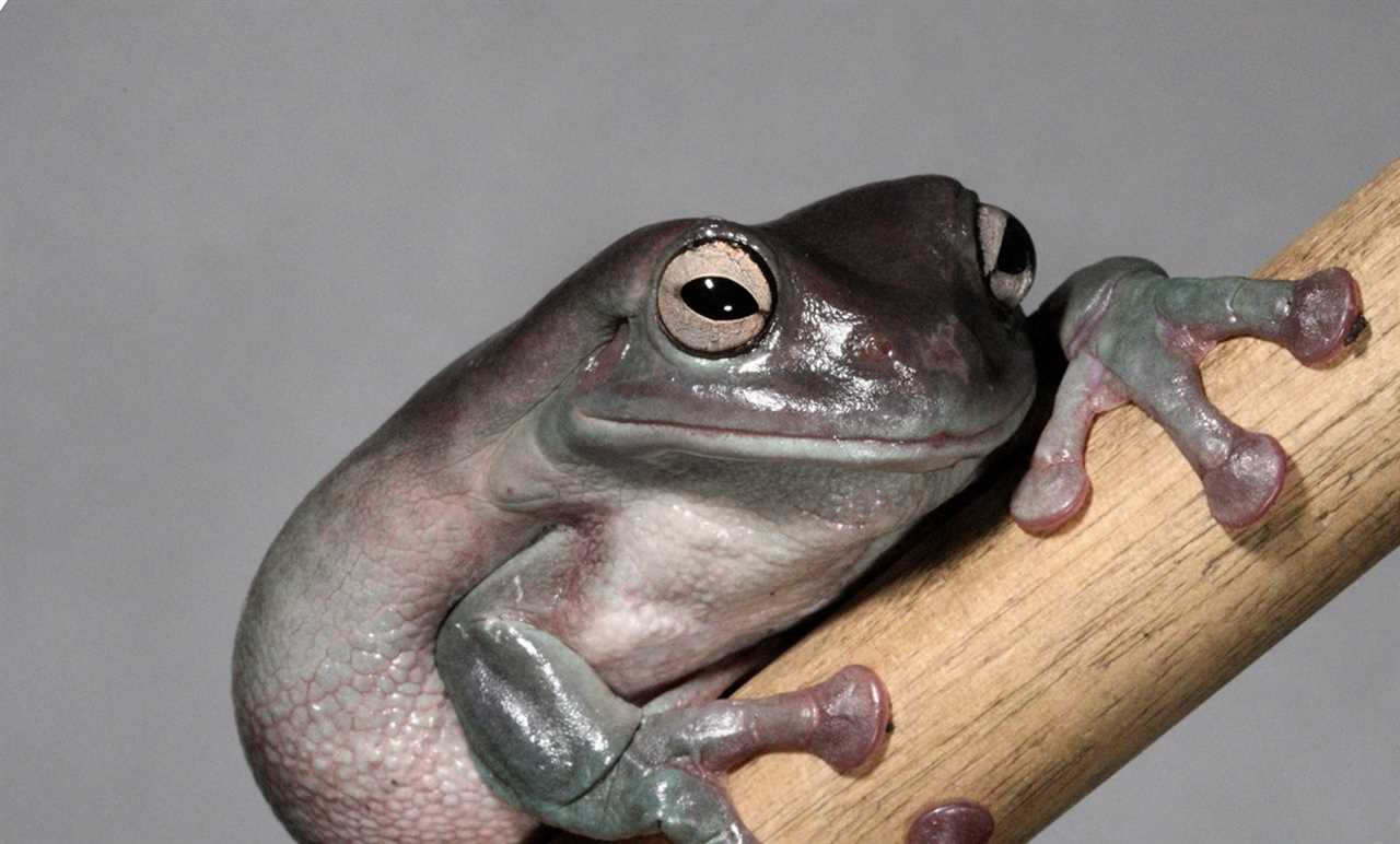 Living Together: Maximum Number of White Tree Frogs in a Terrarium ...