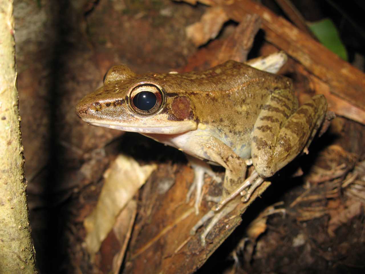 Step-by-Step Guide on How to Catch a Tree Frog - Vital Frog