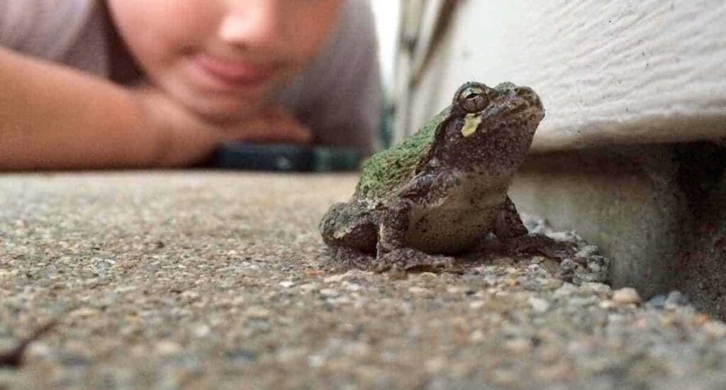 Tips for Locating Frogs in the Wild - Vital Frog