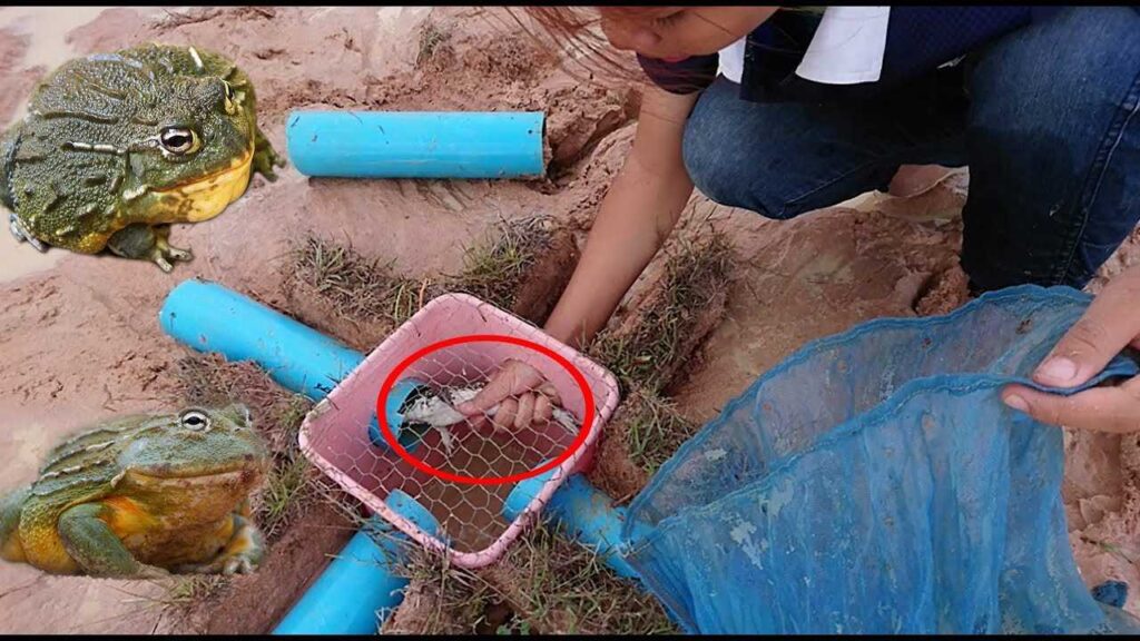 A Guide on How to Trap a Frog: Effective Techniques and Tips - Vital Frog
