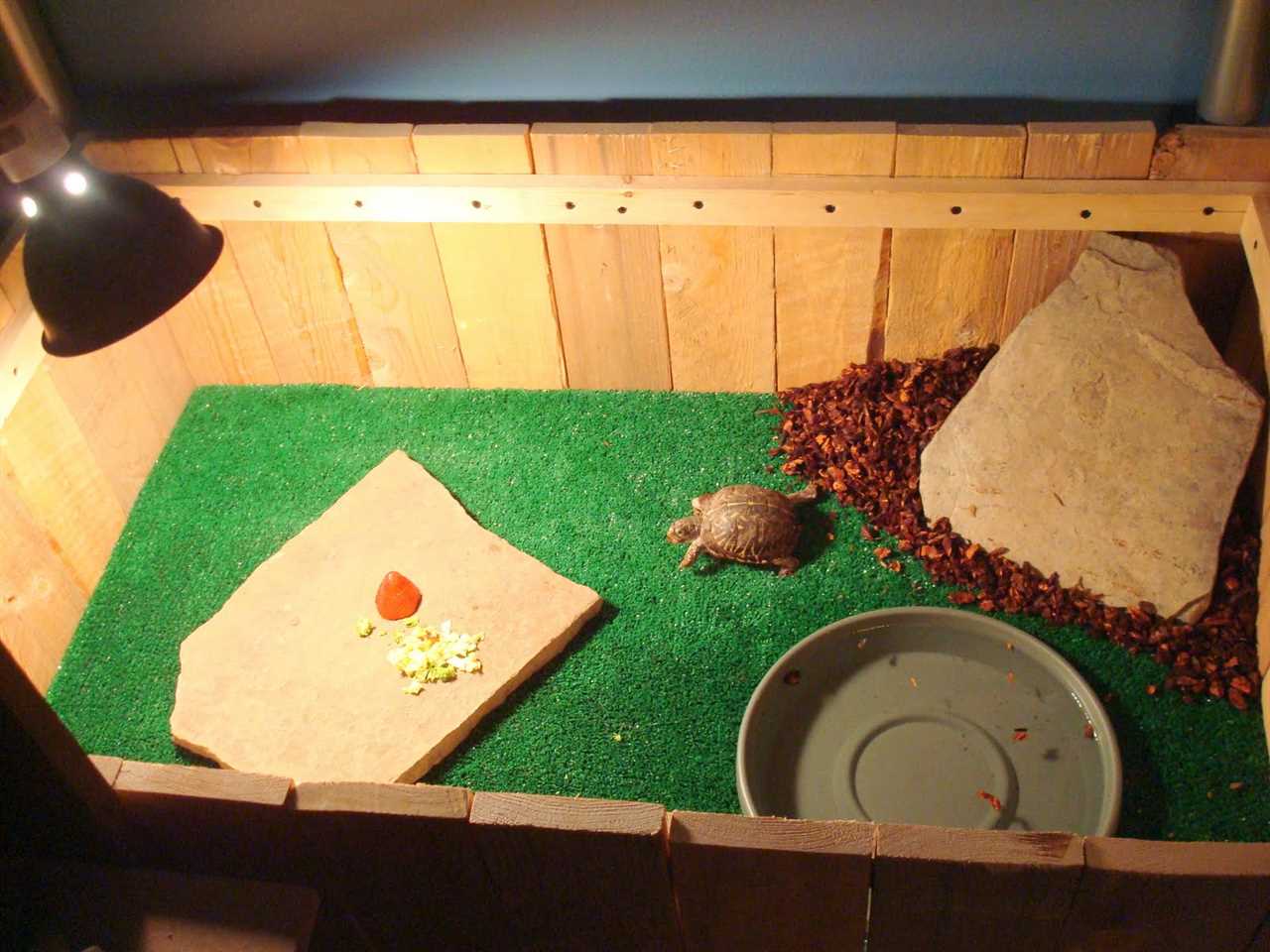 Creating an Ideal Indoor Box Turtle Habitat | Expert Tips - Vital Frog