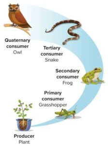 Is a Frog a Primary Consumer - Vital Frog