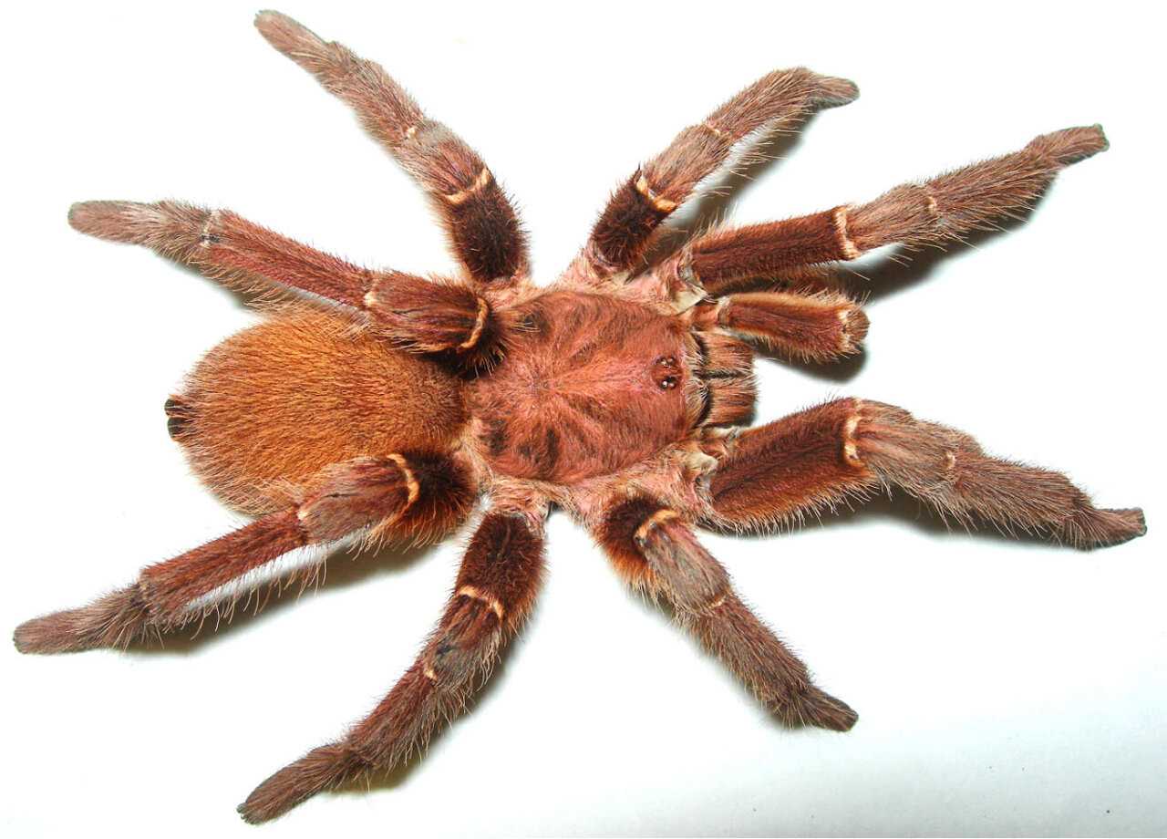 All About King Baboon Tarantula: Care, Habitat, and Facts - Vital Frog