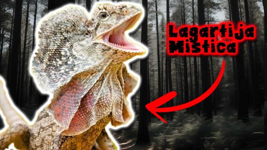 Lagartija dragon - All you need to know about this fascinating reptile ...
