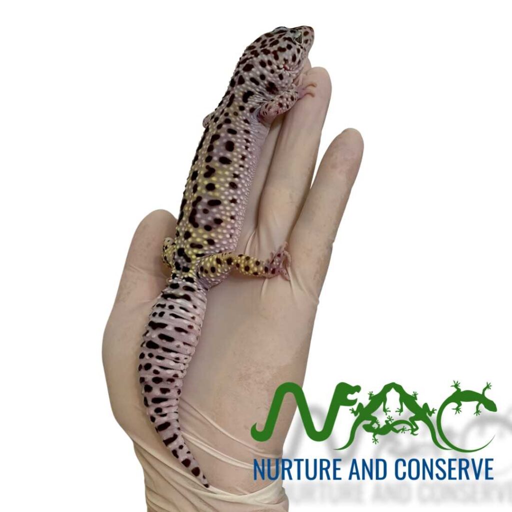 Lavender Leopard Gecko: A Stunning Reptile with a Unique Coloration ...