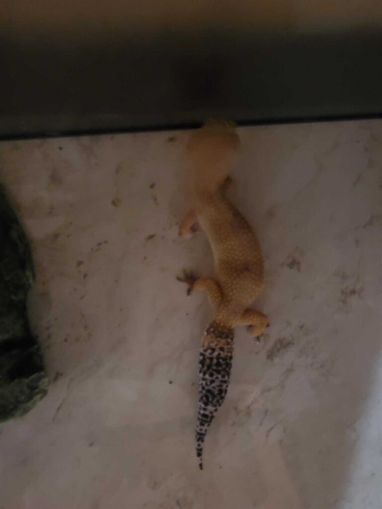 Causes and Treatments for Leopard Gecko Diarrhea - Vital Frog