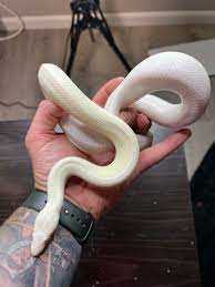 Leucistic Colombian Rainbow Boa - The Stunning White Beauty - Vital Frog