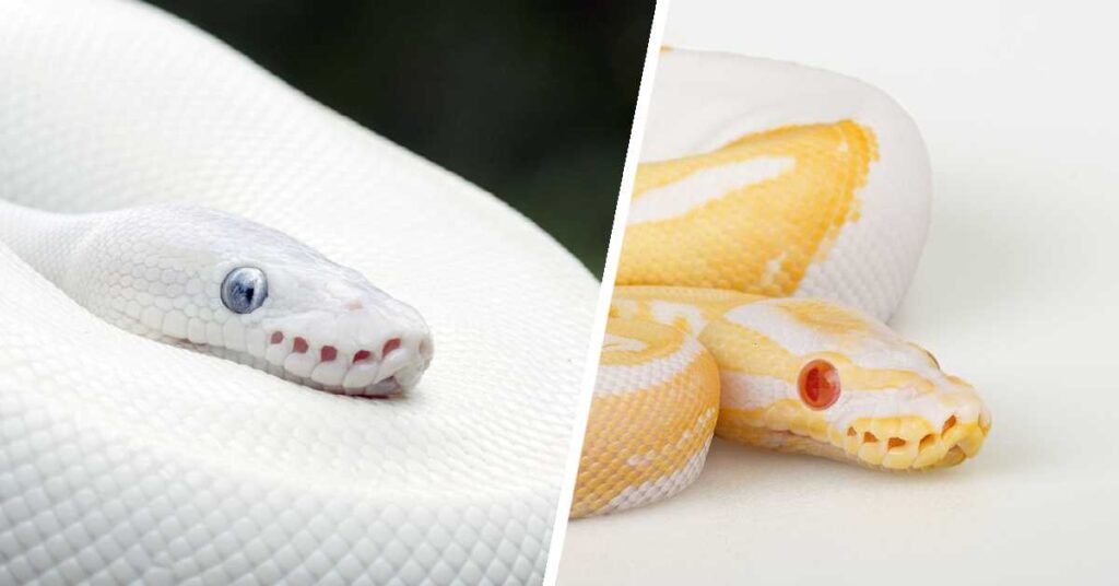 Leucistic Snake - A Rare and Beautiful Phenomenon - Vital Frog