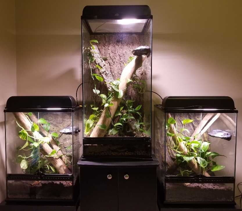 Best Lighting Options for Crested Geckos: A Comprehensive Guide - Vital ...