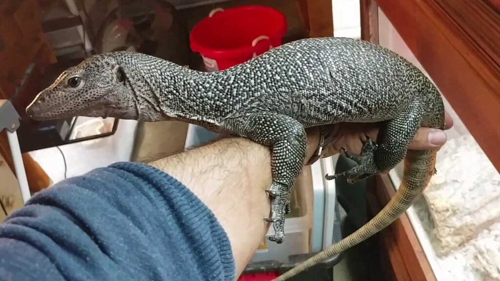 Mangrove Monitor: All You Need to Know About This Fascinating Reptile ...