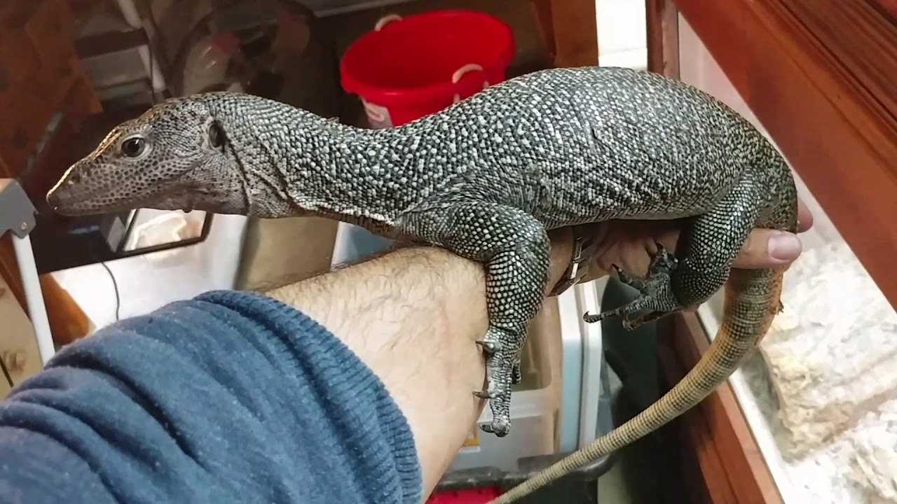 Mangrove Monitor: All You Need to Know About This Fascinating Reptile ...