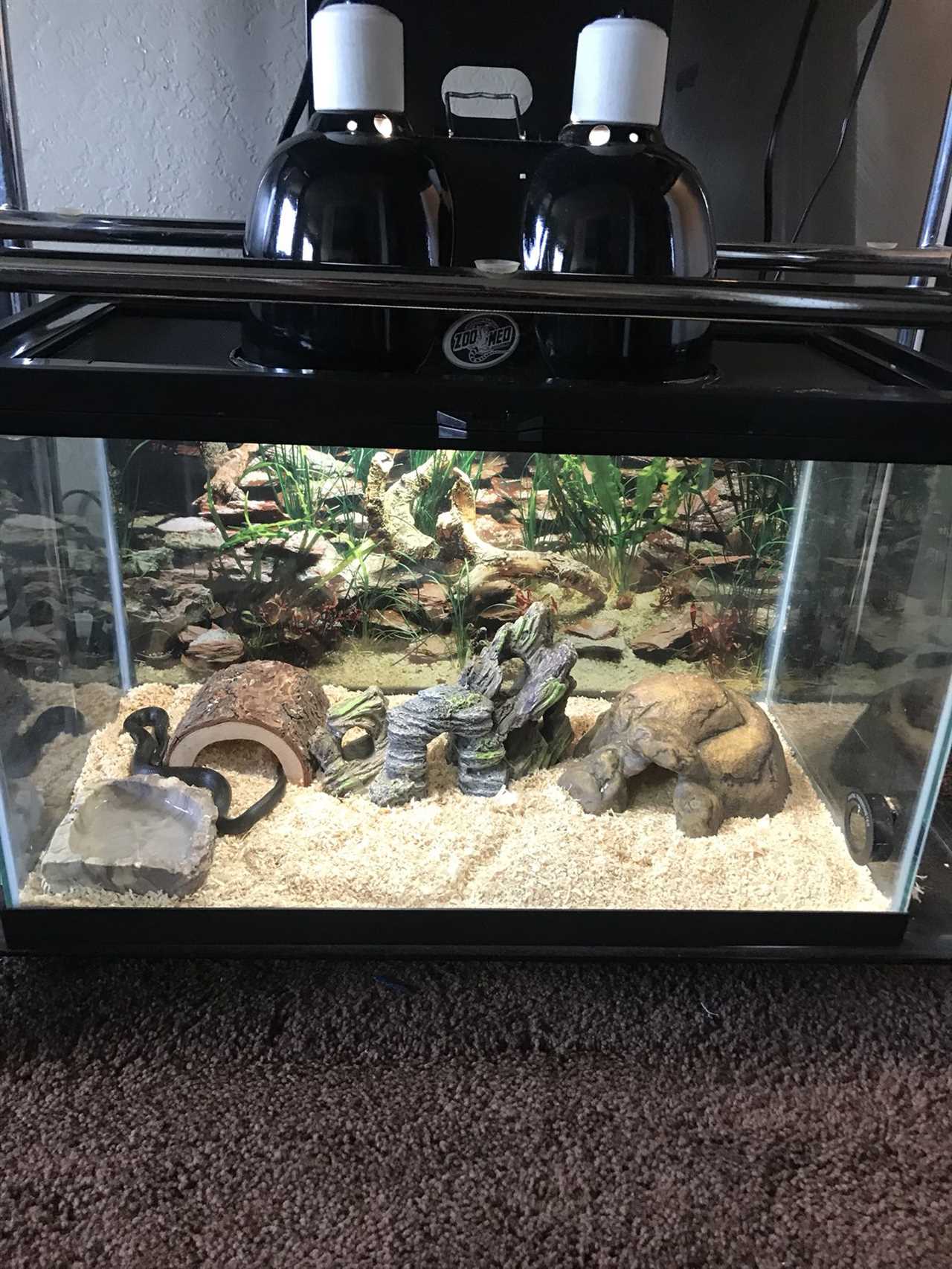 Creating the Perfect Enclosure for Your Mexican Black Kingsnake - Vital ...