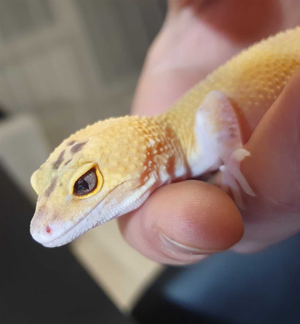 MorphMarket Leopard Gecko - Find Your Perfect Pet - Vital Frog