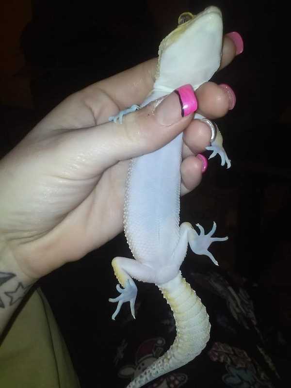 Understanding the Normal Leopard Gecko Belly: A Comprehensive Guide ...