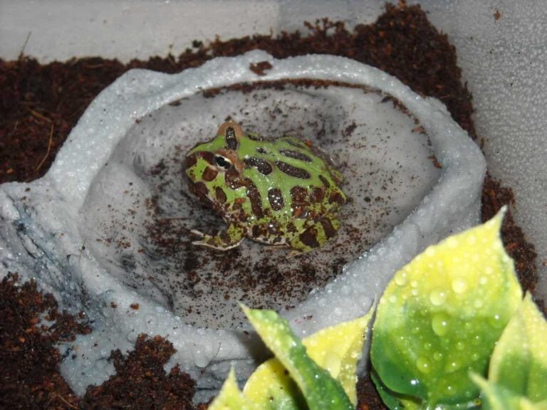 Ultimate Guide to Pacman Frog Tanks: Setup and Care Tips - Vital Frog