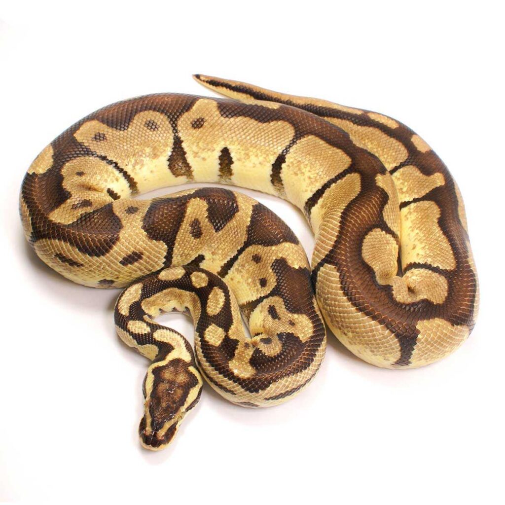 Pastel Enchi Ball Python: A Beautiful and Unique Reptile - Vital Frog