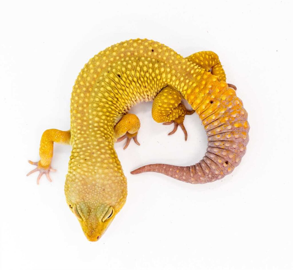 Patternless Leopard Gecko - The Perfect Pet - Vital Frog