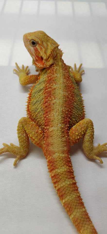 Phantom Dragons: Mythical Creatures of Legend - Vital Frog