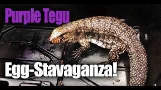 Purple Tegu: The Ultimate Guide to Caring for Your Exotic Reptile ...