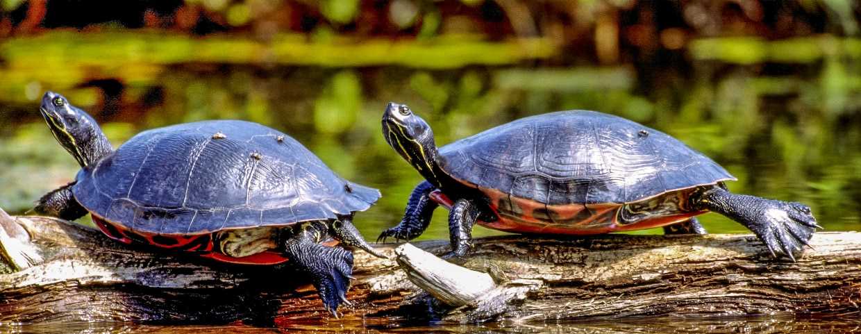 Learn about the Red Bellied Cooter Turtle - A Unique Species of Aquatic ...