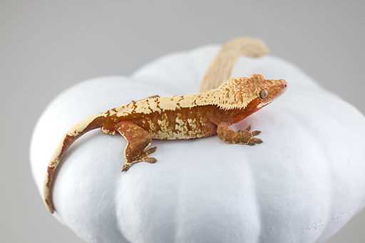 Red Harlequin Crested Gecko: Colors, Care, and Breeding | Gecko Guide ...