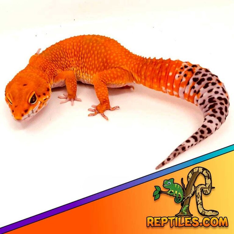 Explore the Fascinating World of Red Leopard Gecko Care and Breeding ...