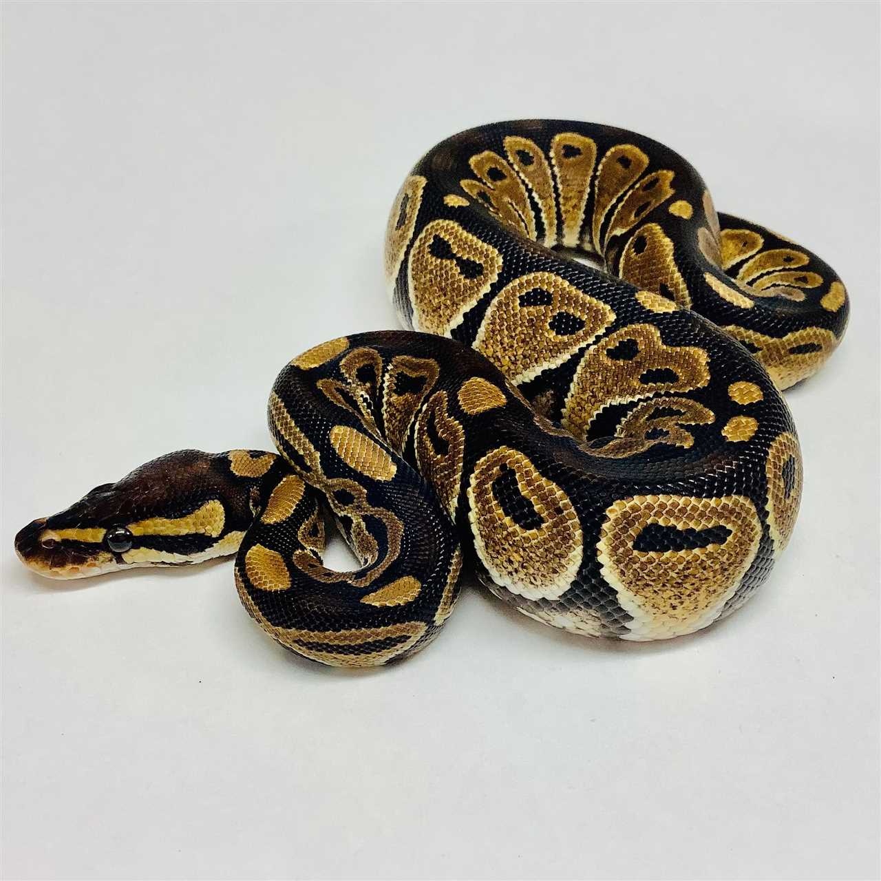 Russo ball python - The Unique Color Variation for Your Reptile ...