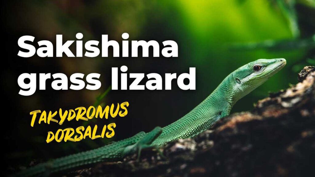 Sakishima Grass Lizard: Discover the Unique Species from the Southern ...