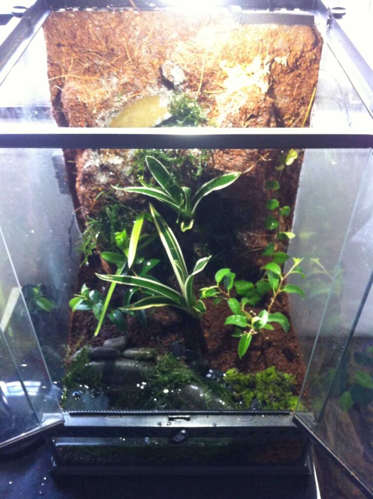 Best Vivarium Ideas for Your Reptile Habitat - Vital Frog
