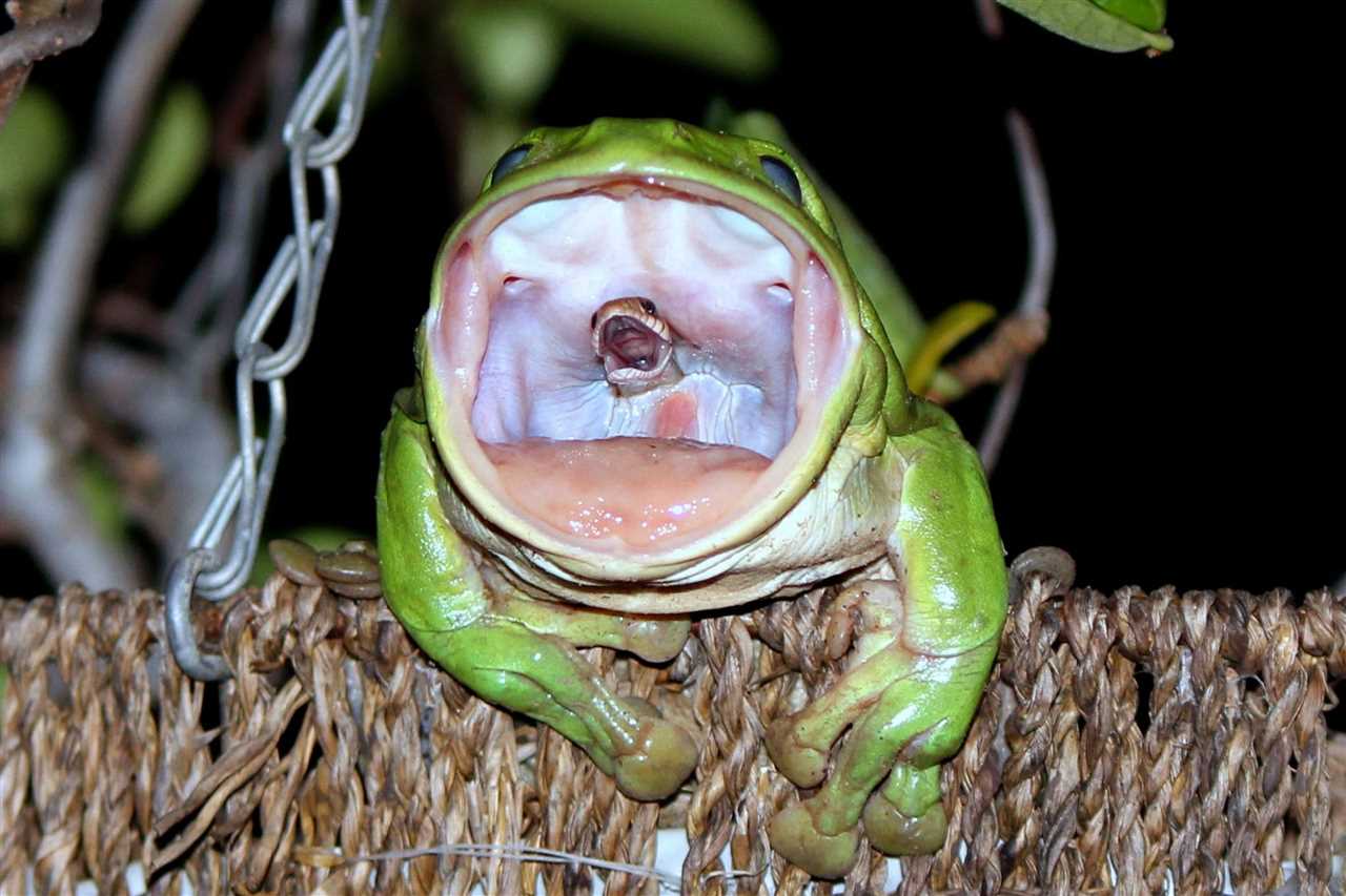 What green tree frogs eat - Vital Frog