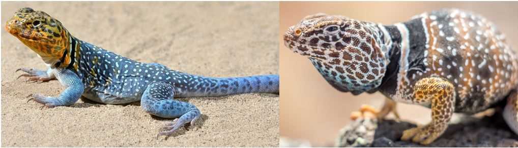 What Lizards in Arizona Eat: A Comprehensive Guide - Vital Frog