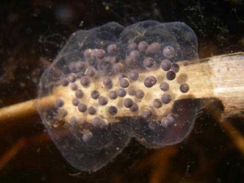 Tree Frog Egg-Laying Locations: A Comprehensive Guide - Vital Frog