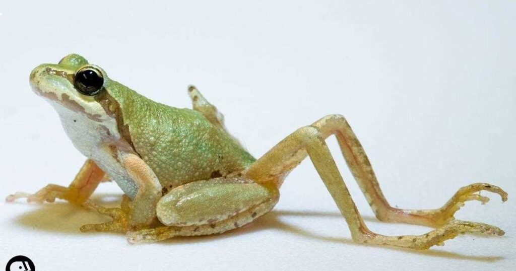 Understanding the Dual Lives of Frogs: Exploring the Fascinating ...