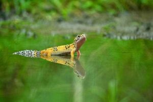 Reasons behind the color change of leopard gecko to white - Vital Frog