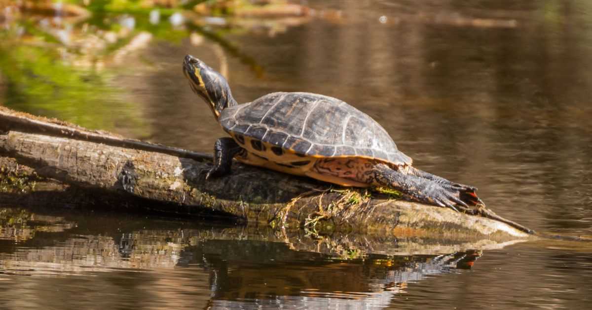 Tips for Yellow Belly Slider Turtle Care: A Complete Guide - Vital Frog